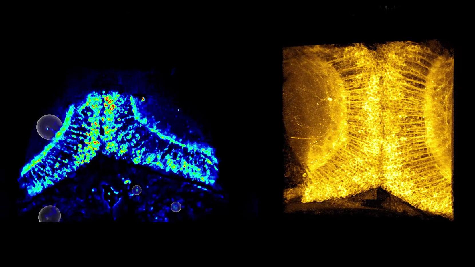 Nouveau ZEISS LSM Lightfield 4D : microscope confocal haute performance