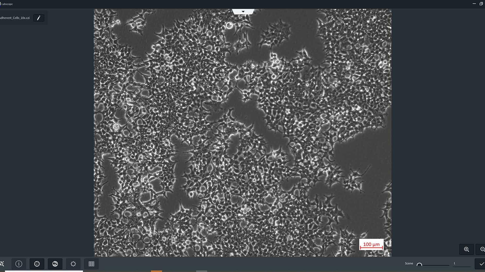 ZEISS Axiovert 5 digital : votre système d'imagerie cellulaire pour l ...